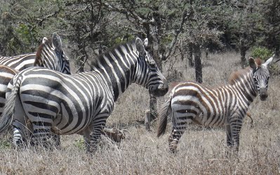 Georgia Ehlers-Danlos Syndromes and Hypermobility Network
